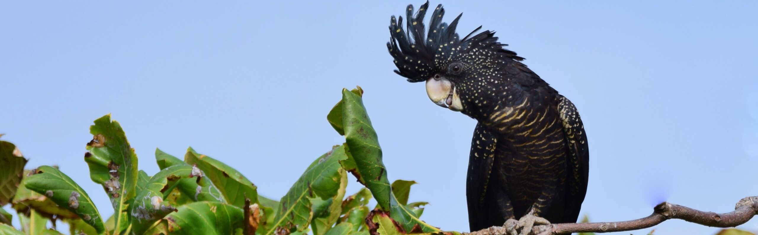 Request Data - Birdata