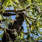 About Birdata - Birdata