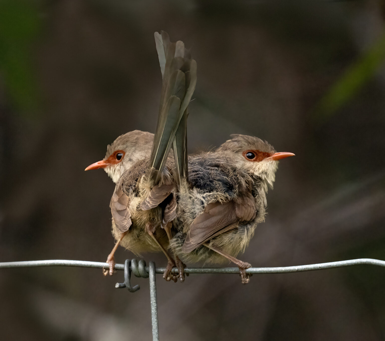 eBird and Birdata collaboration - Birdata