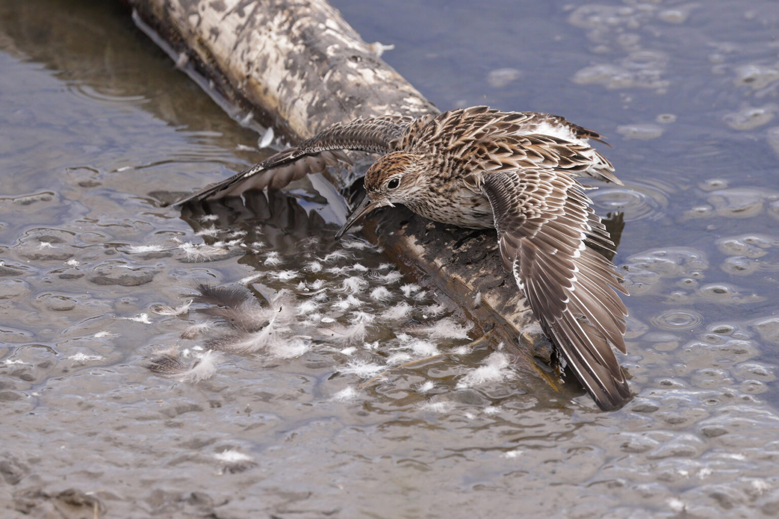Log sick, injured, or dead birds with Birdata’s new Bird Impact Tracker ...